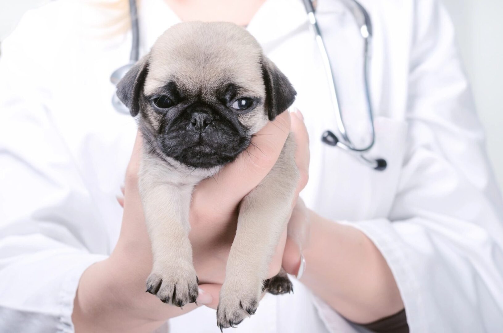 About - Alma School Animal Hospital
